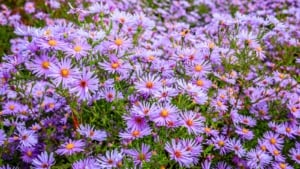 How and When to Divide Asters
