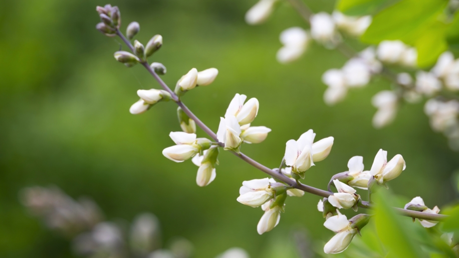 17 Native Plants for Pollinators in Midwest Gardens