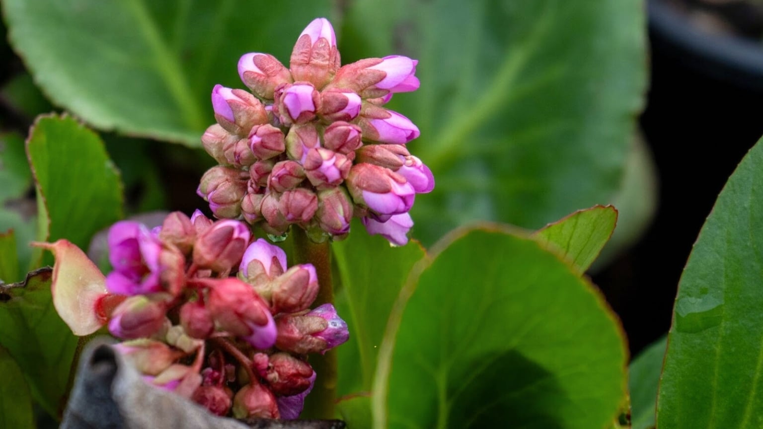How to Plant, Grow, and Care for Bergenia