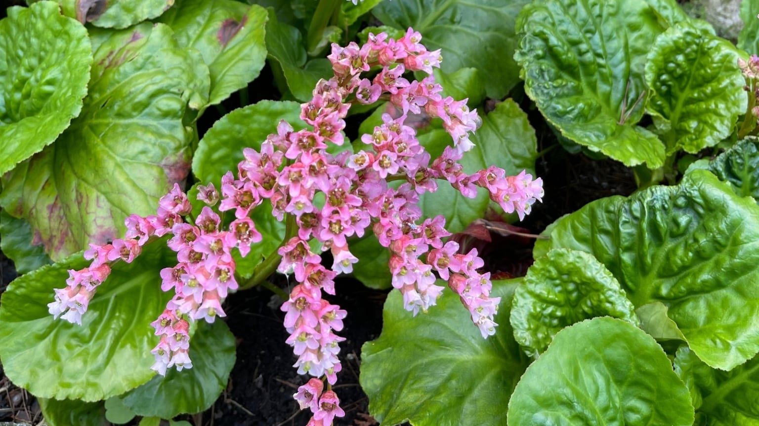 How to Plant, Grow, and Care for Bergenia