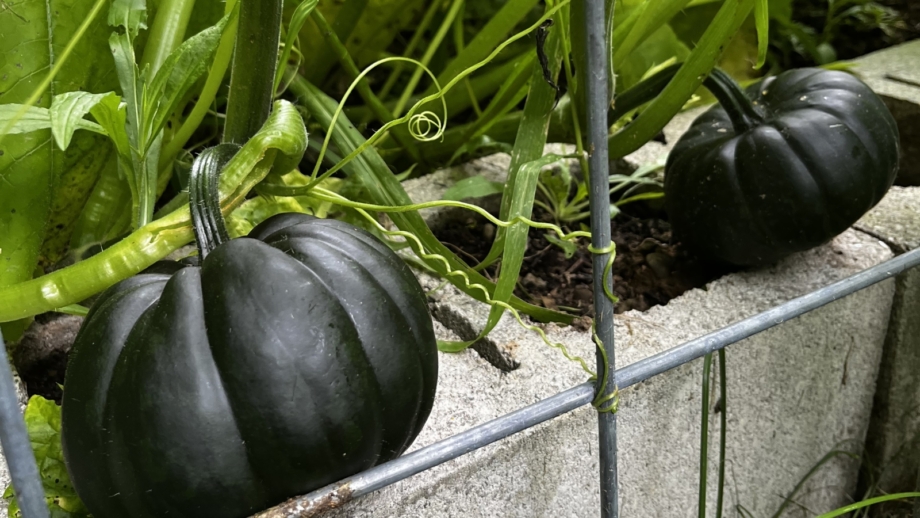 9 Mini-Pumpkin Varieties You Should Plant Now for Fall