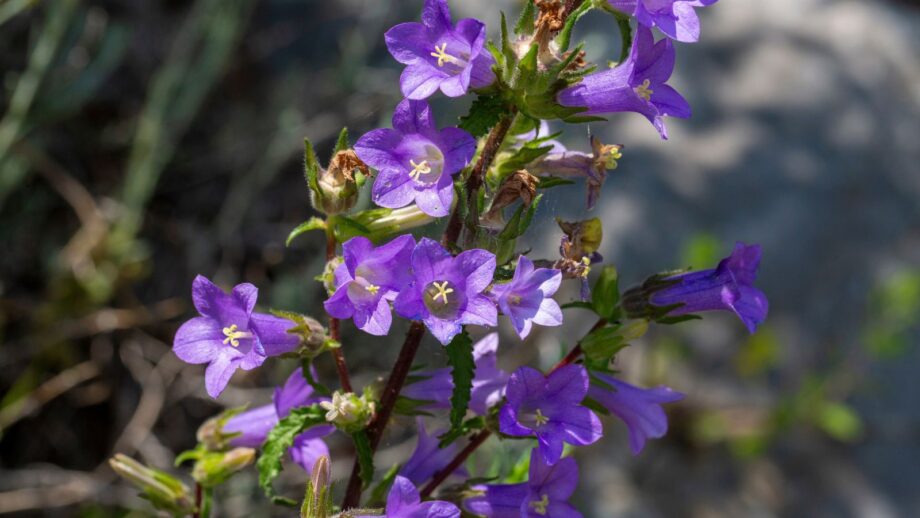 11 Campanula (Bellflower) Varieties to Grow This Season