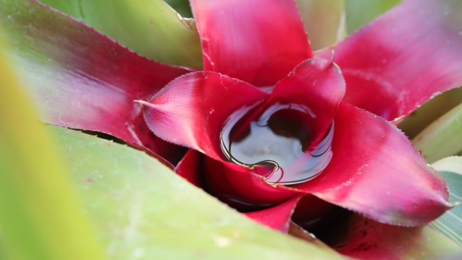 7 Bromeliad After-Bloom Care Tips