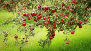 How to Thin Apple Trees in 5 Easy Steps