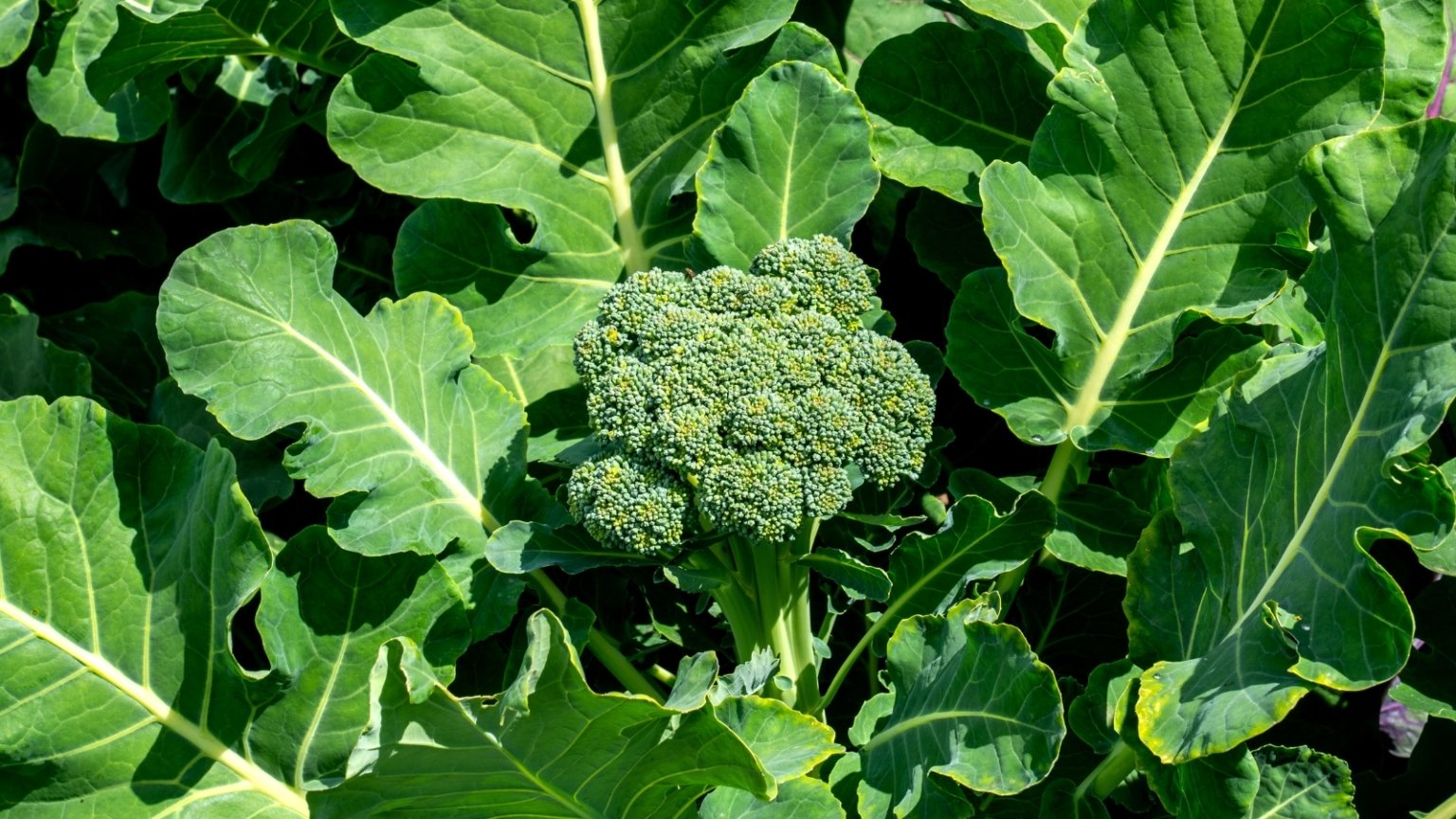 21 Types of Broccoli You Should Grow This Year - Epic Gardening