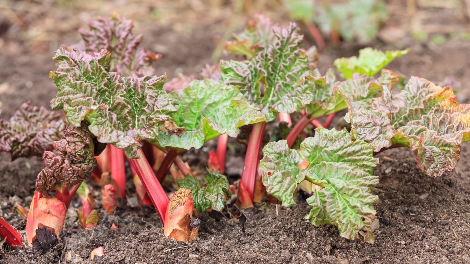 15 Rhubarb Growing Tips for Thick, Healthy Stalks