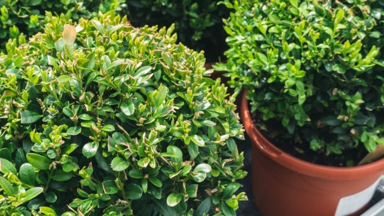11 Low-Maintenance Shrubs to Grow in Pots and Containers