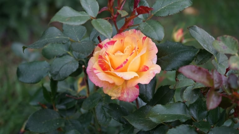13 Showstopping Striped Roses For Your Summer Garden