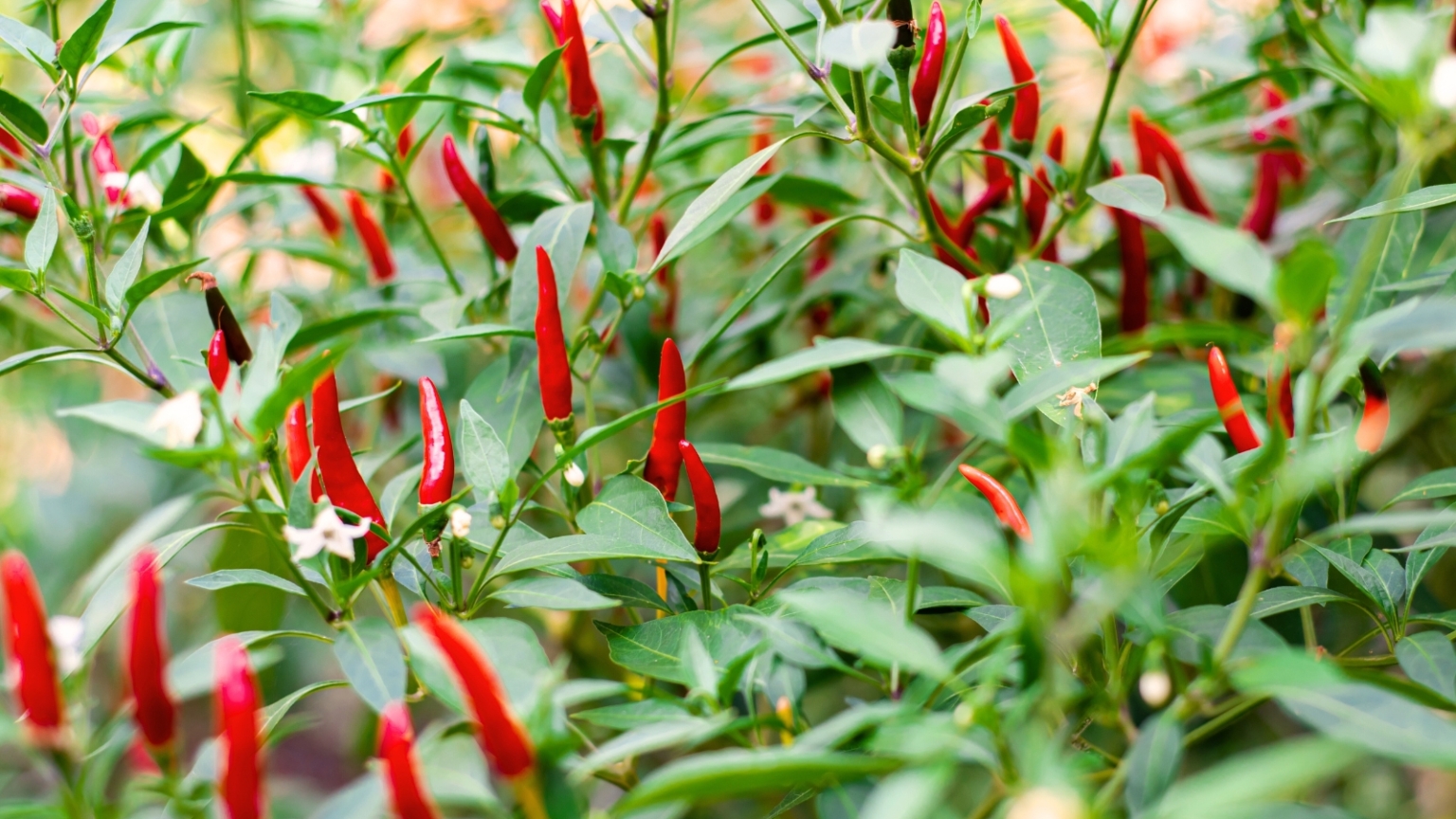 Growing the World’s Spiciest Peppers: 9 Varieties to Plant This Year