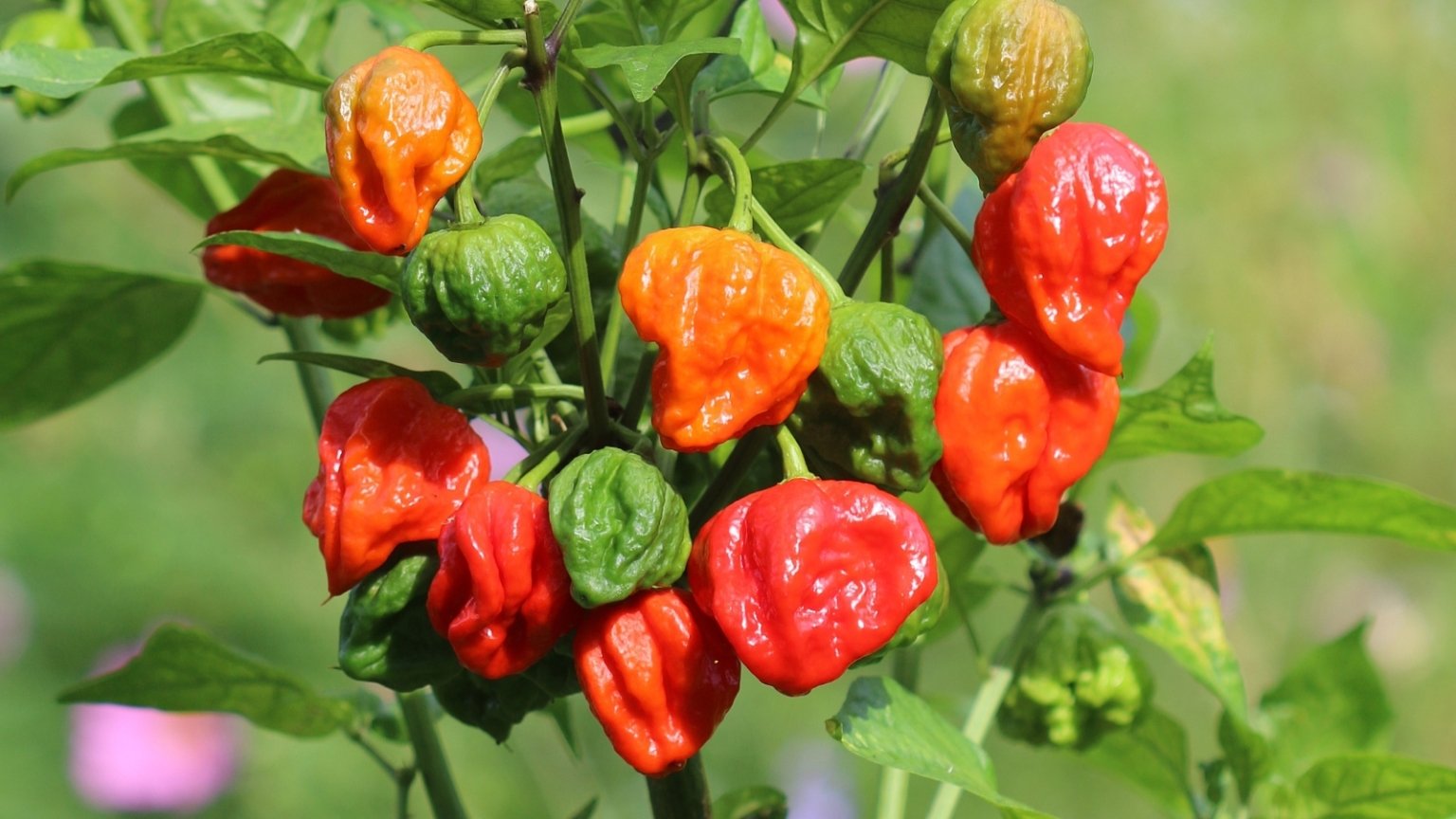 Growing the World’s Spiciest Peppers: 9 Varieties to Plant This Year