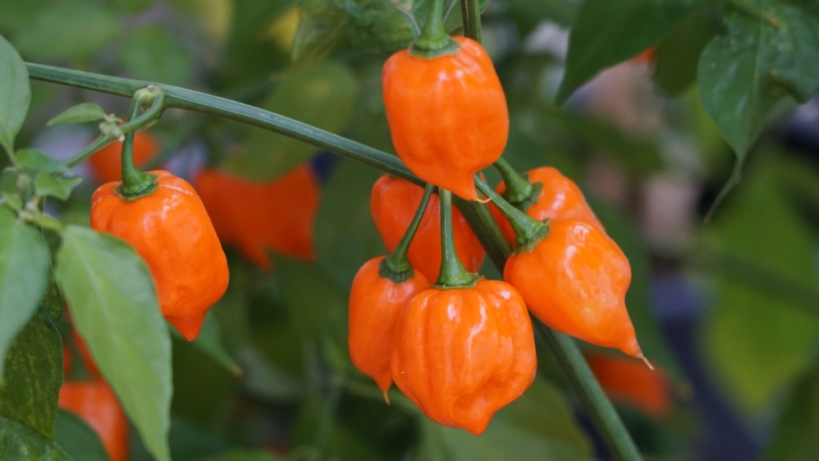 Growing the World’s Spiciest Peppers: 9 Varieties to Plant This Year