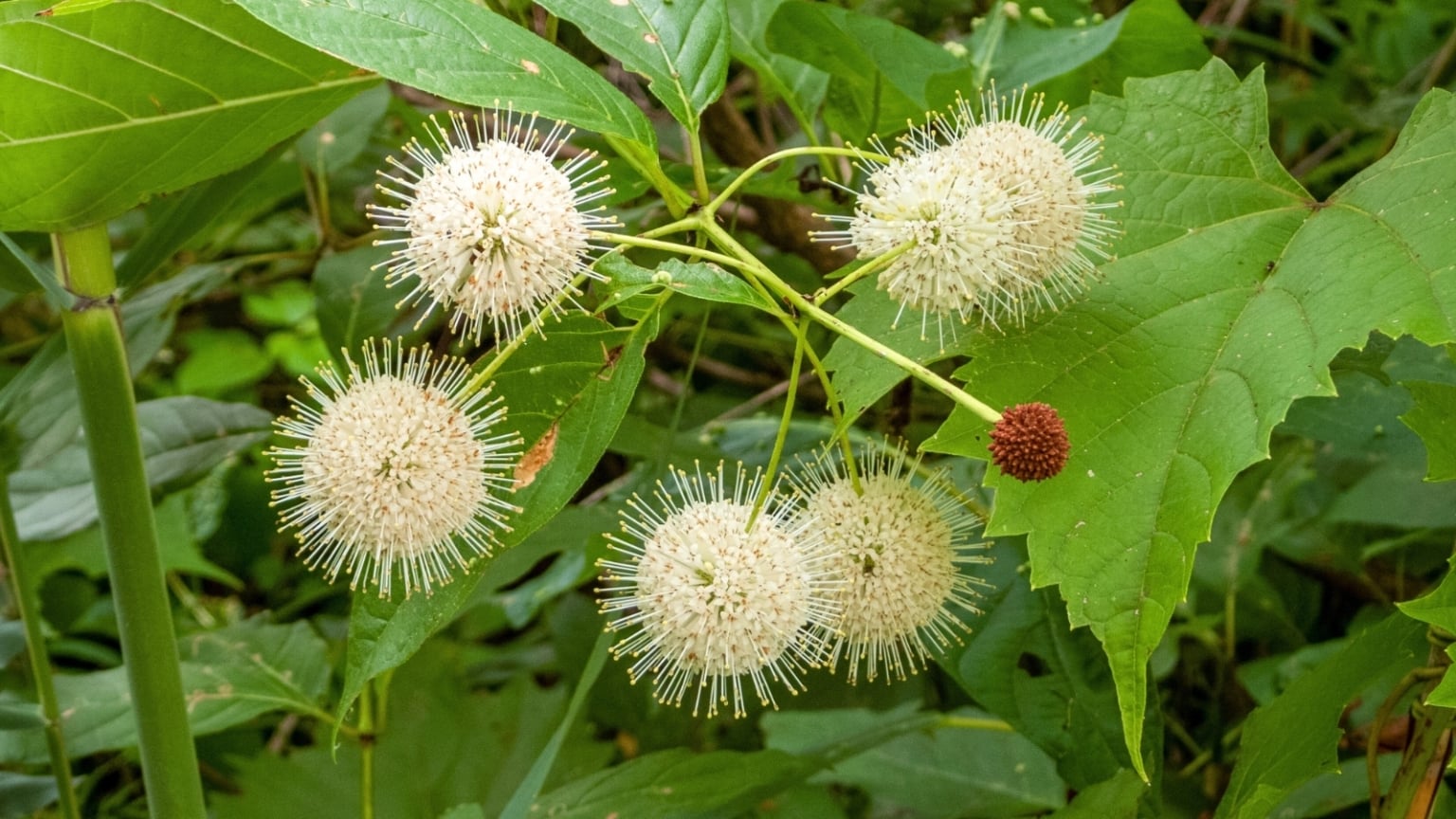 17 Native Plants for Pollinators in Midwest Gardens