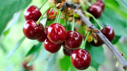 9 Best Cherry Varieties For Pie