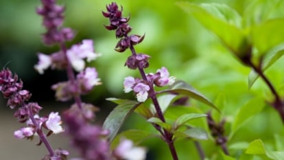 How to Plant, Grow, and Care for 'Cinnamon' Basil