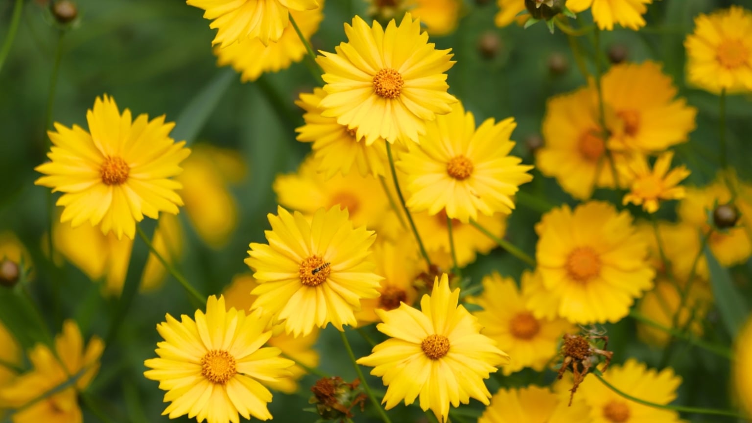 11 Flowers That Thrive With Little to No Water