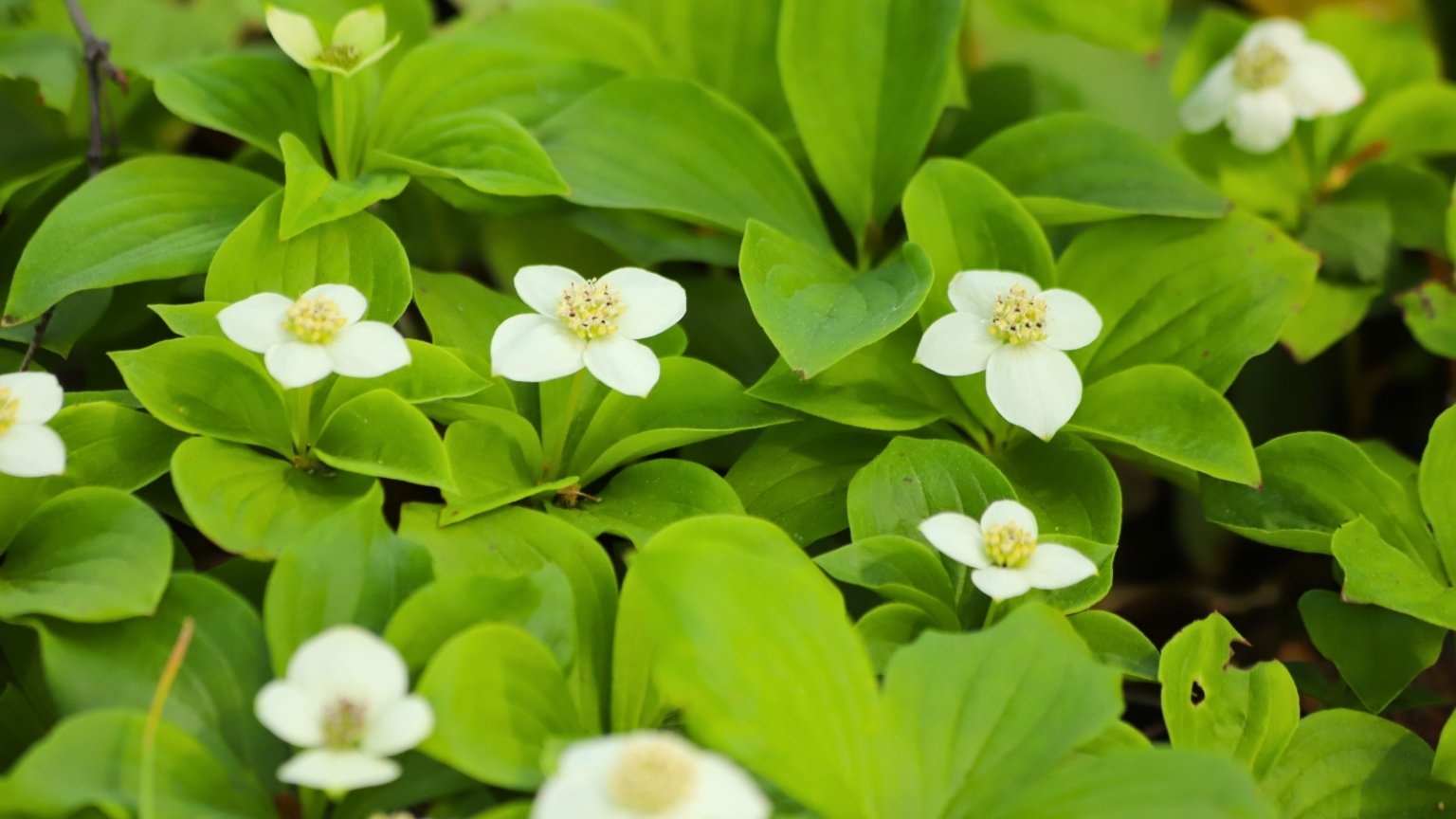 17 Beautiful Ground Covers for Shade