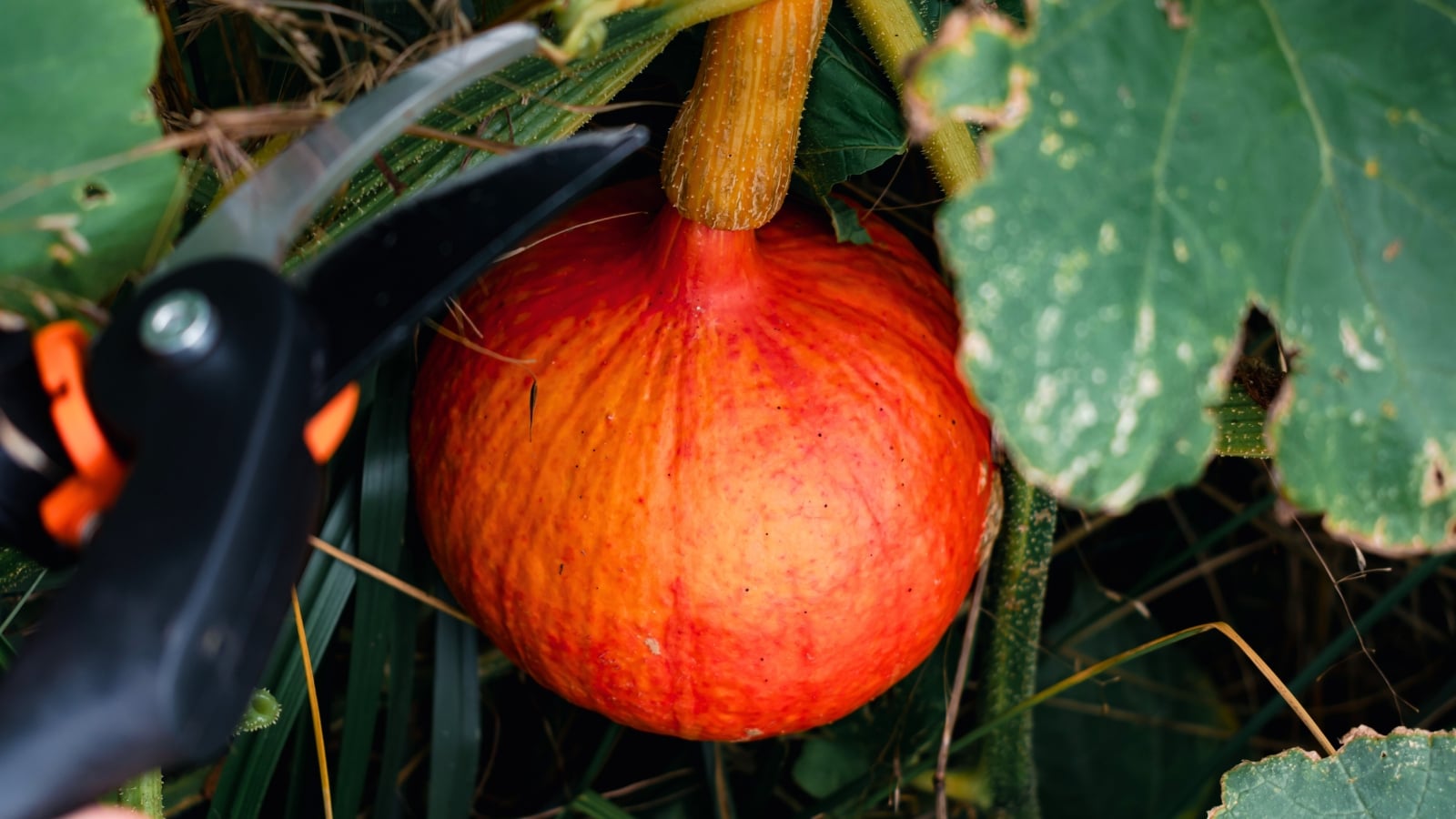 11 Sweetest Squash Varieties You Should Grow This Season