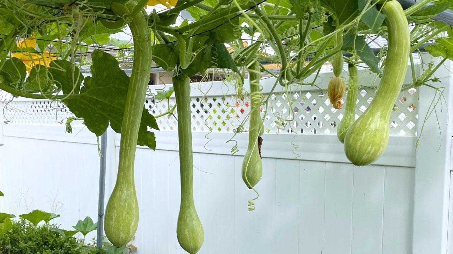 How to Grow Zucchini Plants on a Trellis: 5 Vertical Growing Tips