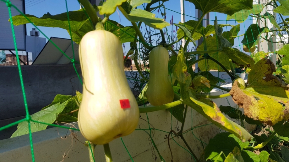 11 Sweetest Squash Varieties You Should Grow This Season