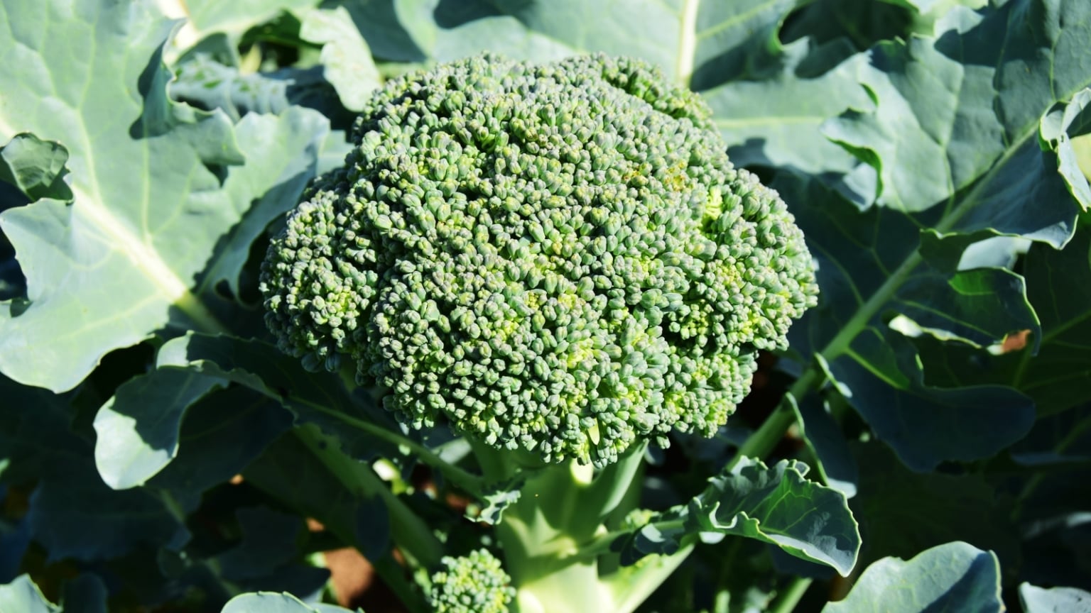 21 Types of Broccoli You Should Grow This Year - Epic Gardening