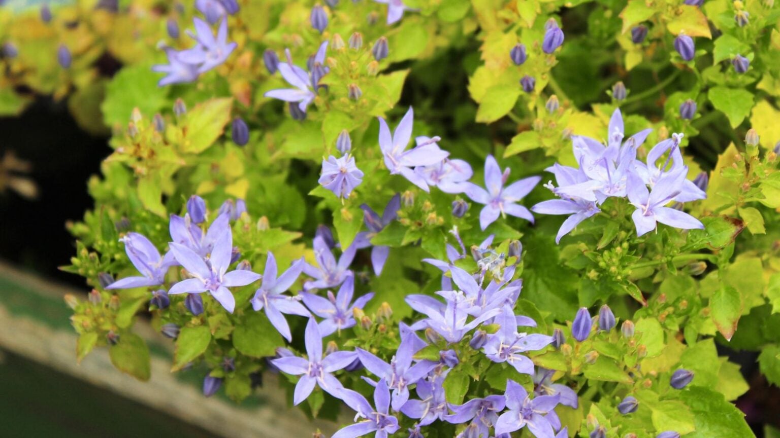11 Campanula (Bellflower) Varieties to Grow This Season