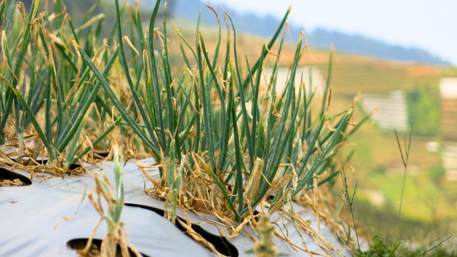 Why Are My Onion Tops Curling and Wilting?