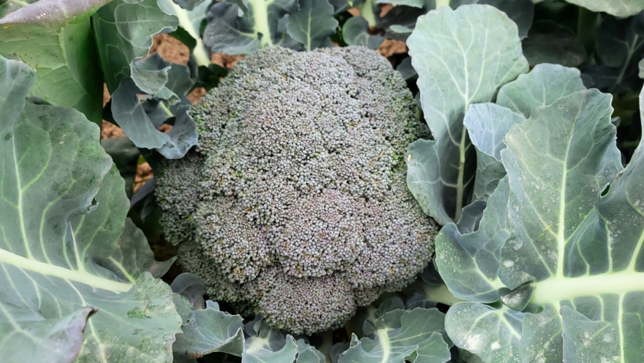 7 Heat-Tolerant Broccoli Varieties to Plant in June