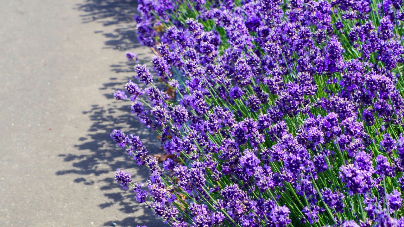 Lavender Varieties: 31 Different Types of Lavender Cultivars