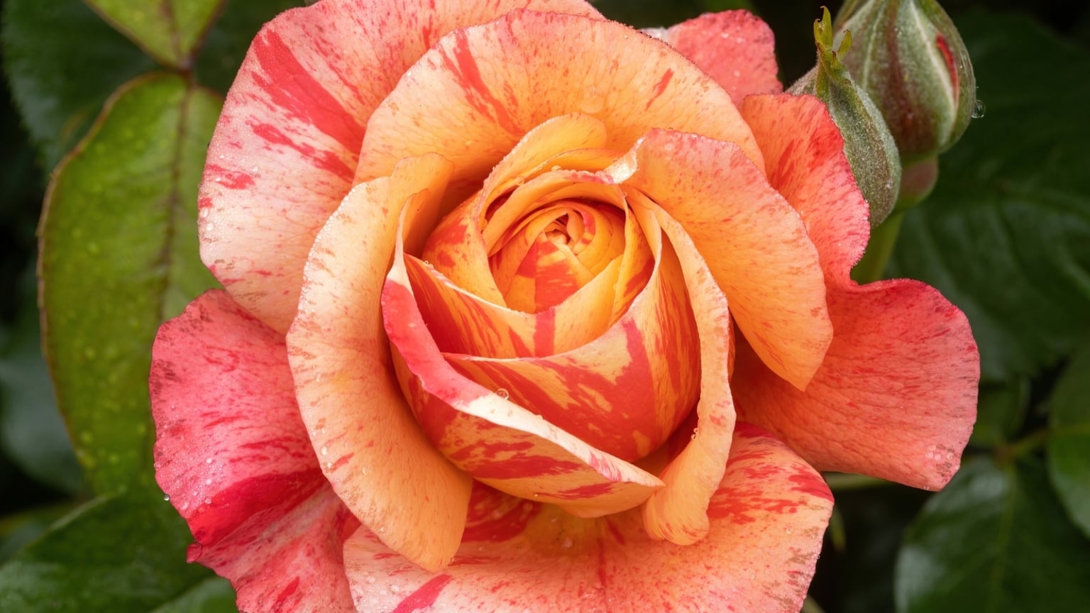 13 Showstopping Striped Roses For Your Summer Garden