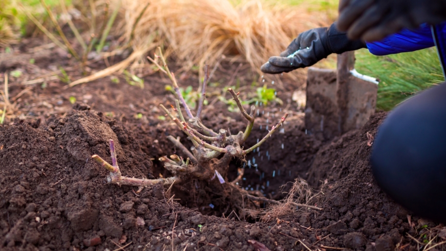When and How to Fertilize Roses in Spring: 5 Expert Tips