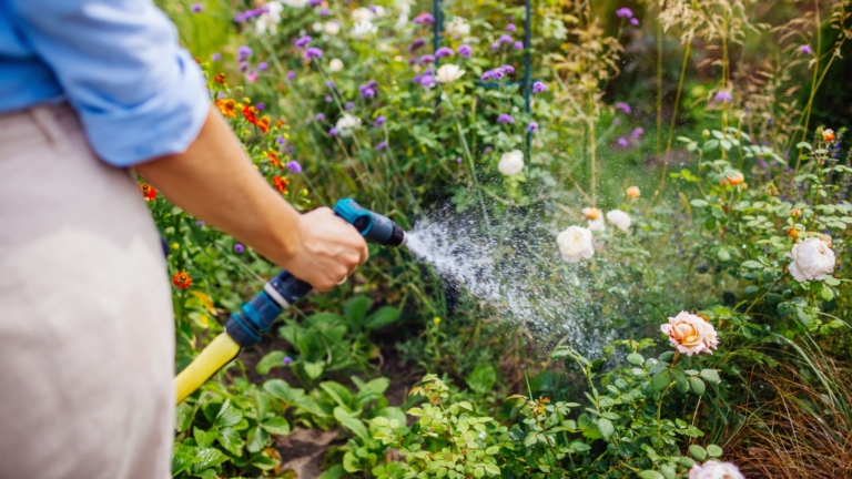 When and How to Fertilize Roses in Spring: 5 Expert Tips