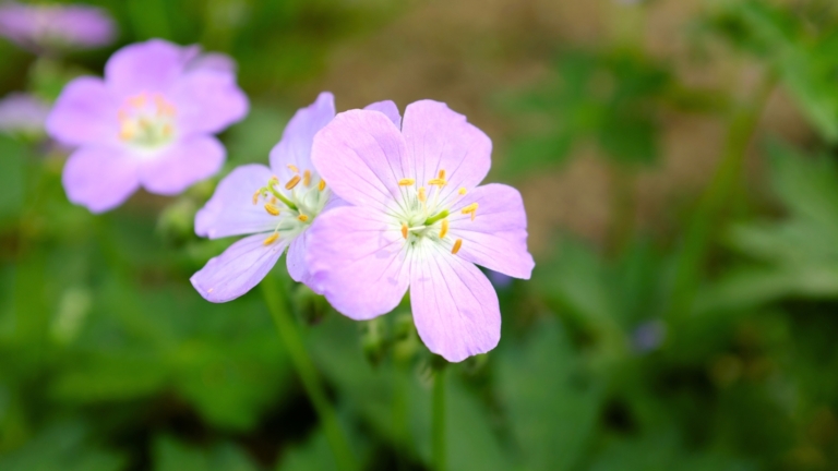 17 Native Plants for Pollinators in Midwest Gardens