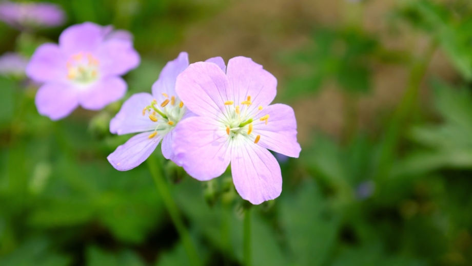 17 Native Plants for Pollinators in Midwest Gardens