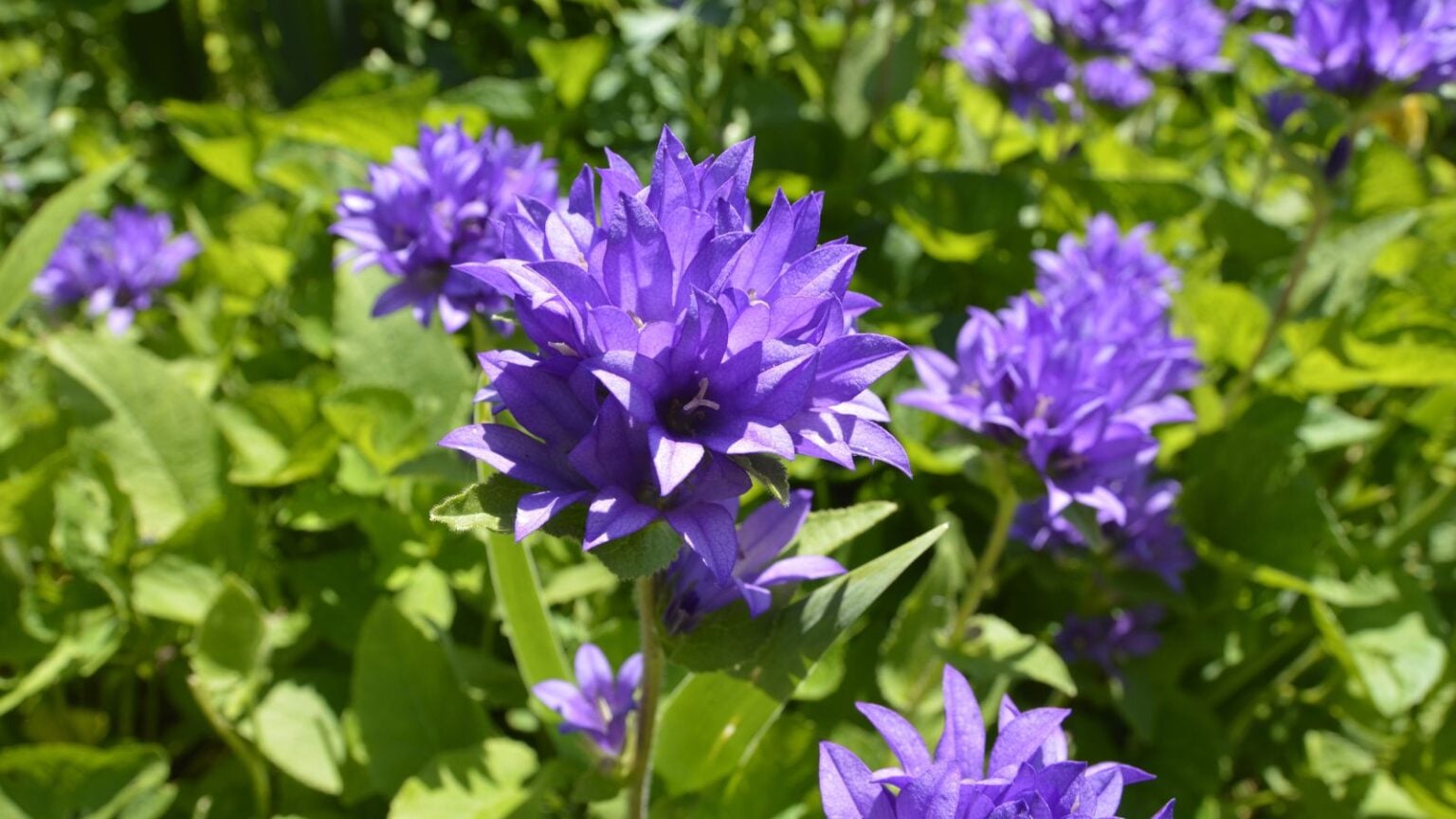 How to Plant, Grow, and Care for Campanula (Bellflowers)