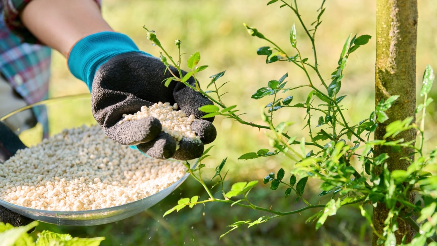 When and How to Fertilize Roses in Spring: 5 Expert Tips
