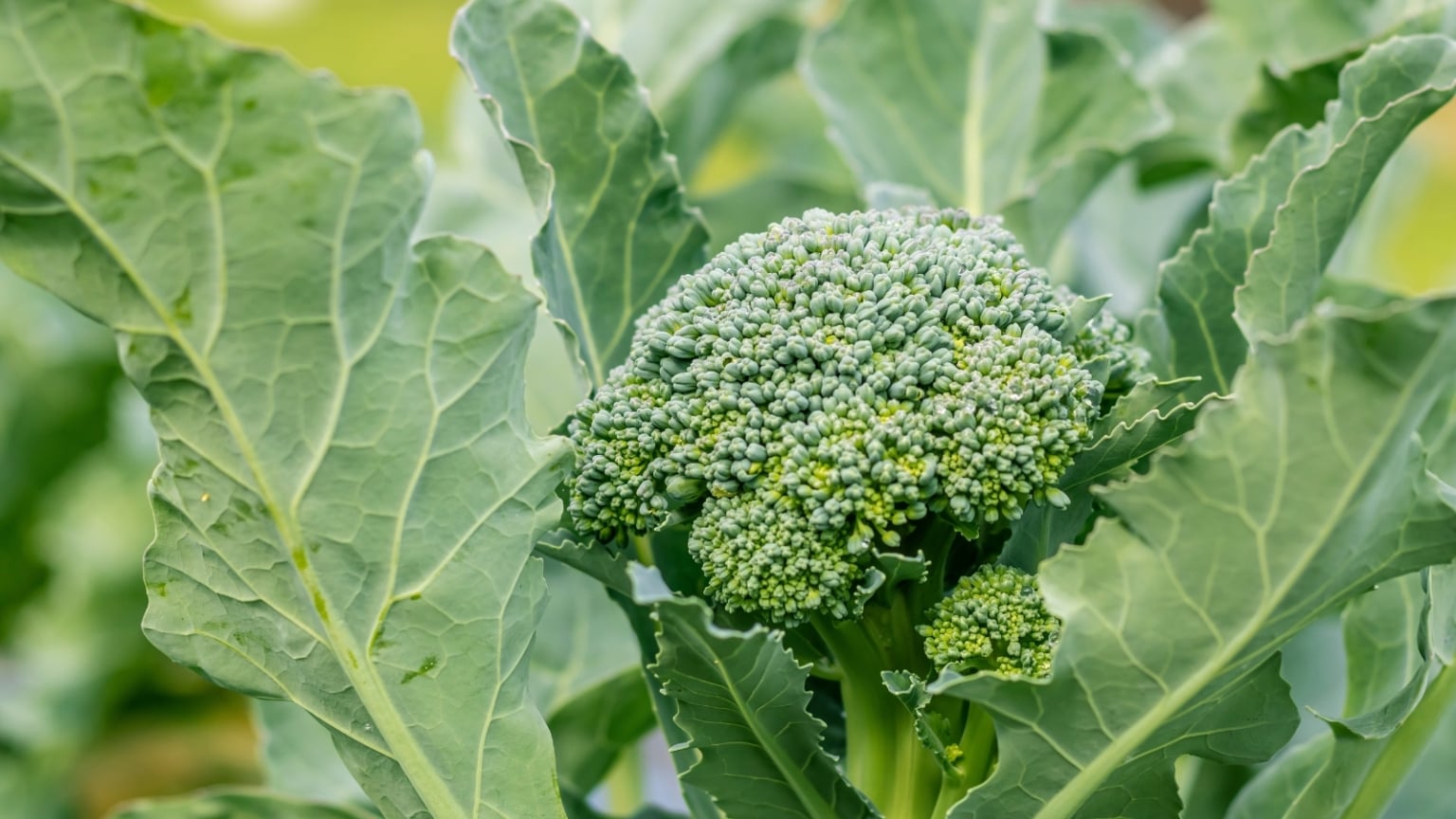 7 Heat-Tolerant Broccoli Varieties to Plant in June