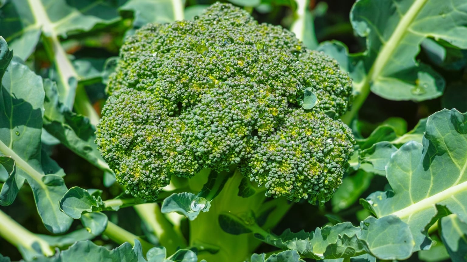 7 Heat-Tolerant Broccoli Varieties to Plant in June