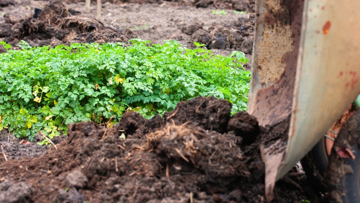 What Type of Manure is Best for the Garden?