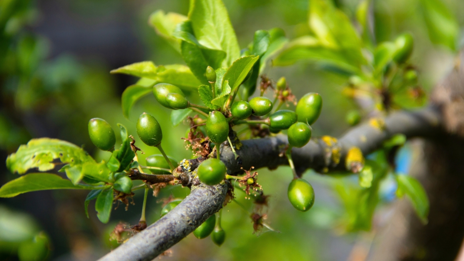 How to Thin Plum Trees in 5 Simple Steps