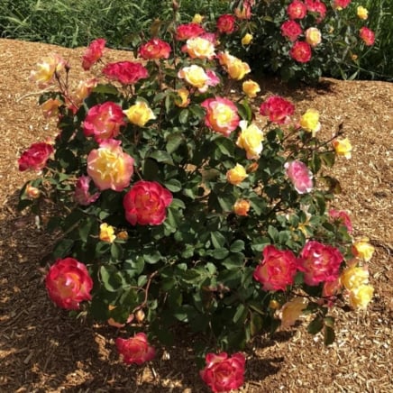 7 Reasons Your Rose Cuttings Are Dying
