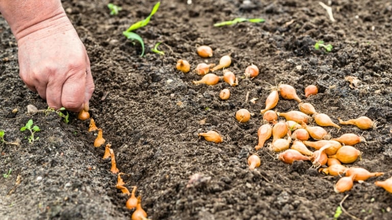 5 Reasons Your Onions Are Bolting and What to Do About It