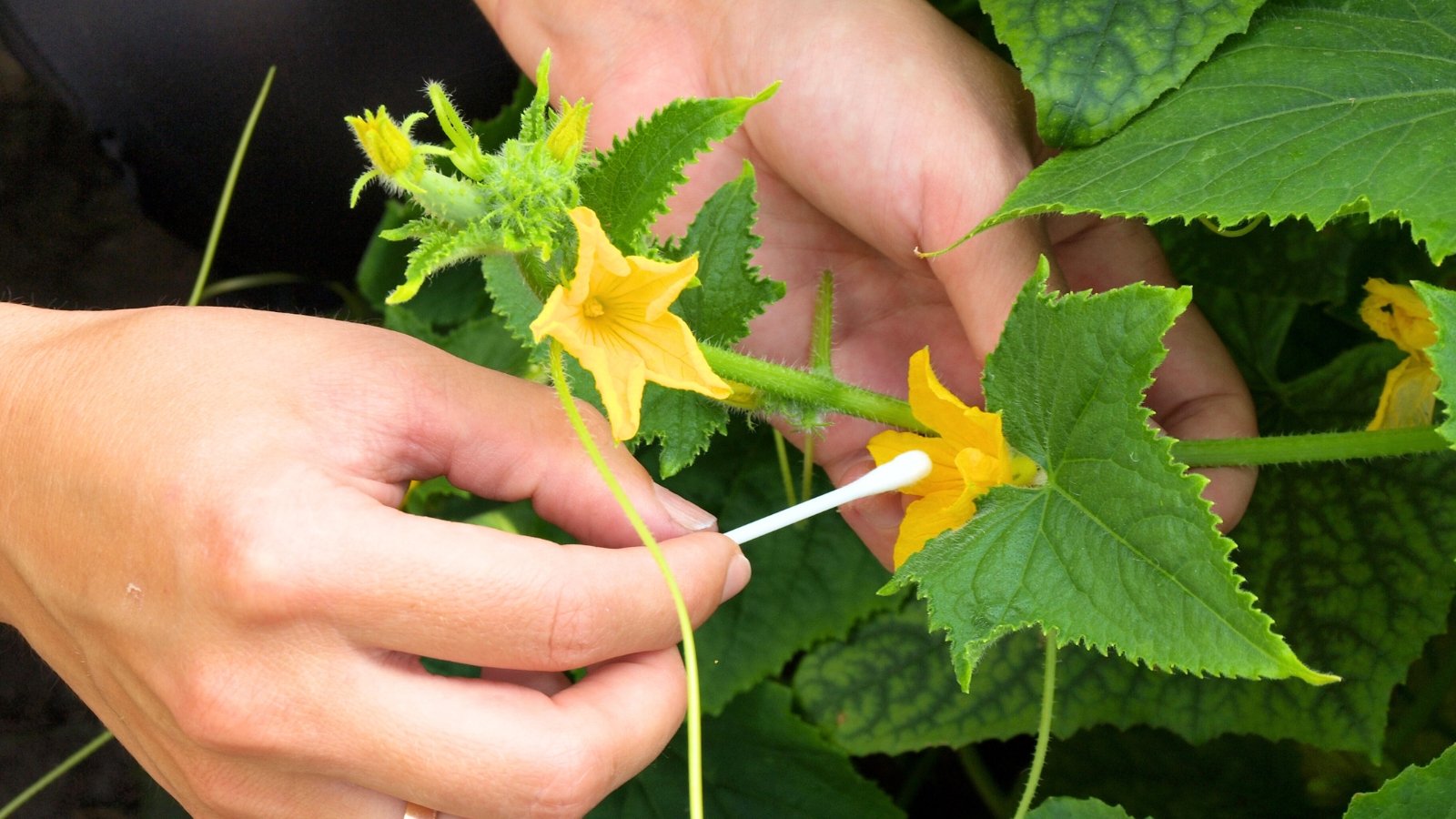 How to Hand-Pollinate Cucumbers in 5 Easy Steps