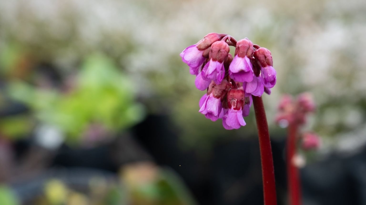 How to Plant, Grow, and Care for Bergenia