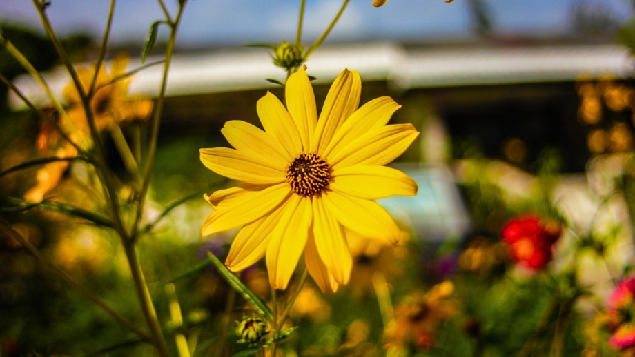 17 Native Plants for Pollinators in Midwest Gardens