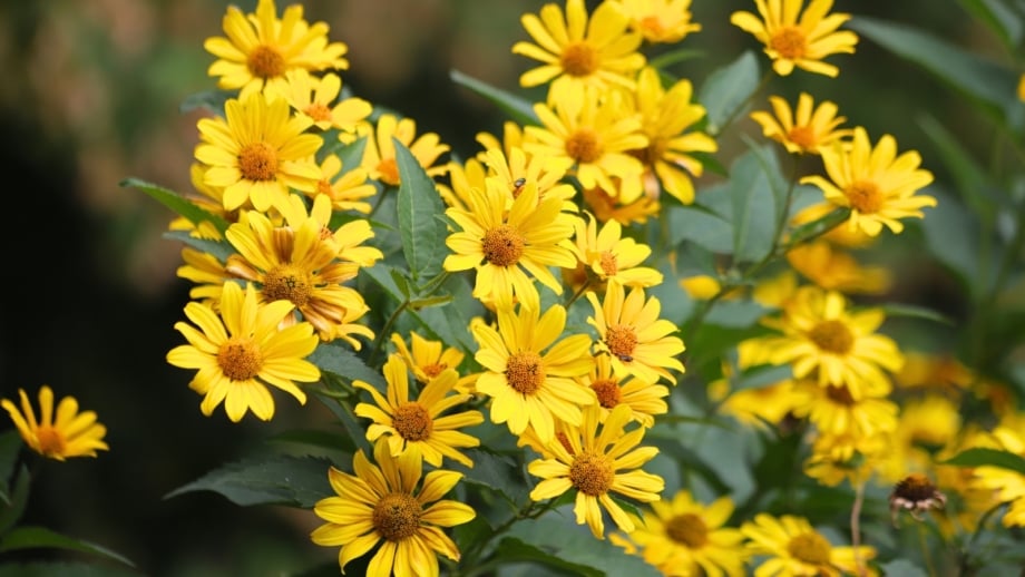 17 Native Plants for Pollinators in Midwest Gardens