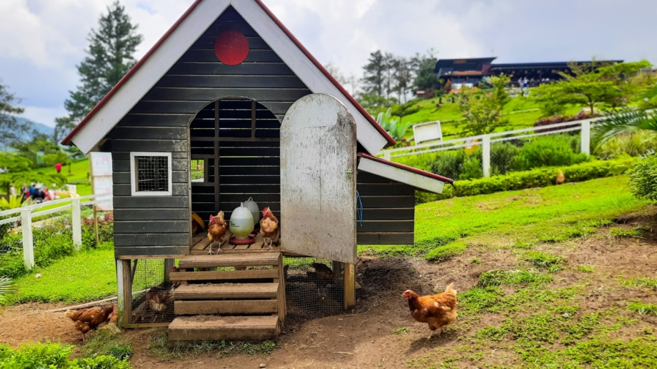 The Ultimate Beginner Guide to Raising Backyard Chickens