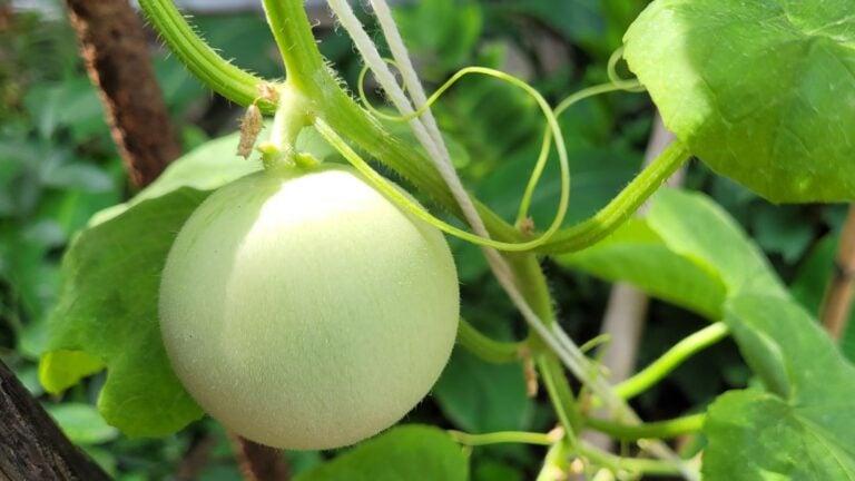 How to Tell if Melons are Ready to Harvest
