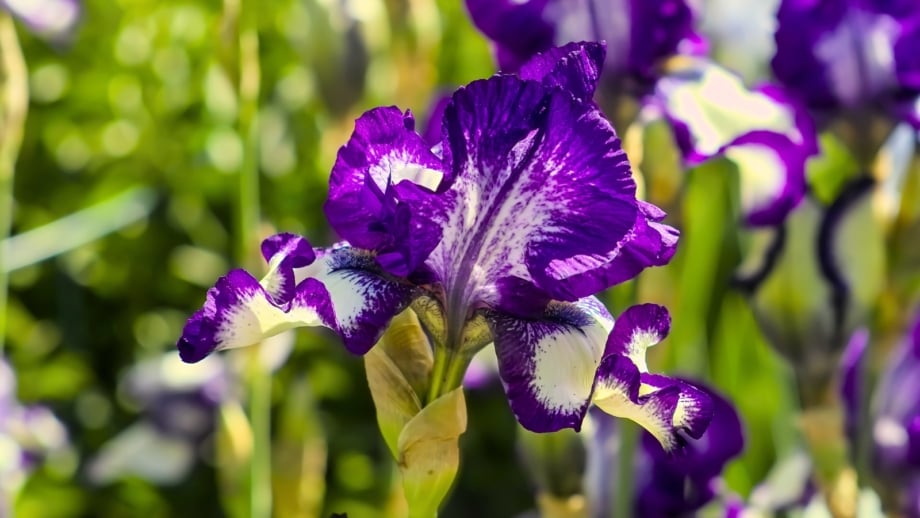 When and How to Cut Back Iris Leaves After Blooming