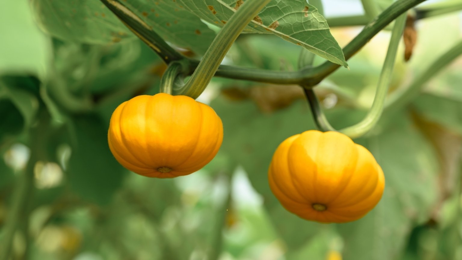 9 Mini-Pumpkin Varieties You Should Plant Now for Fall