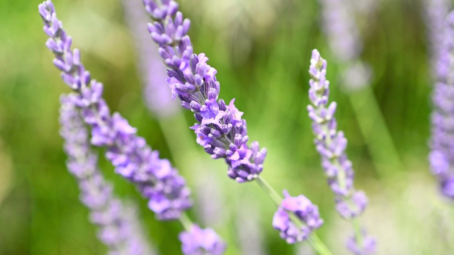 How to Plant, Grow, and Care For ‘Grosso’ Lavender